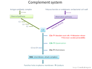Innate Immunity - MedicalVerge