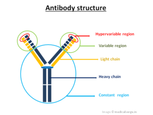 Antibody: structure, Types, and applications - MedicalVerge