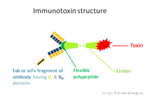 Immunotoxins: structure, mechanism, uses and limitations - MedicalVerge
