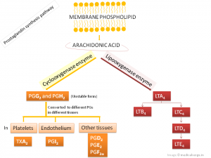 Prostaglandins: role in fever and pain - MedicalVerge