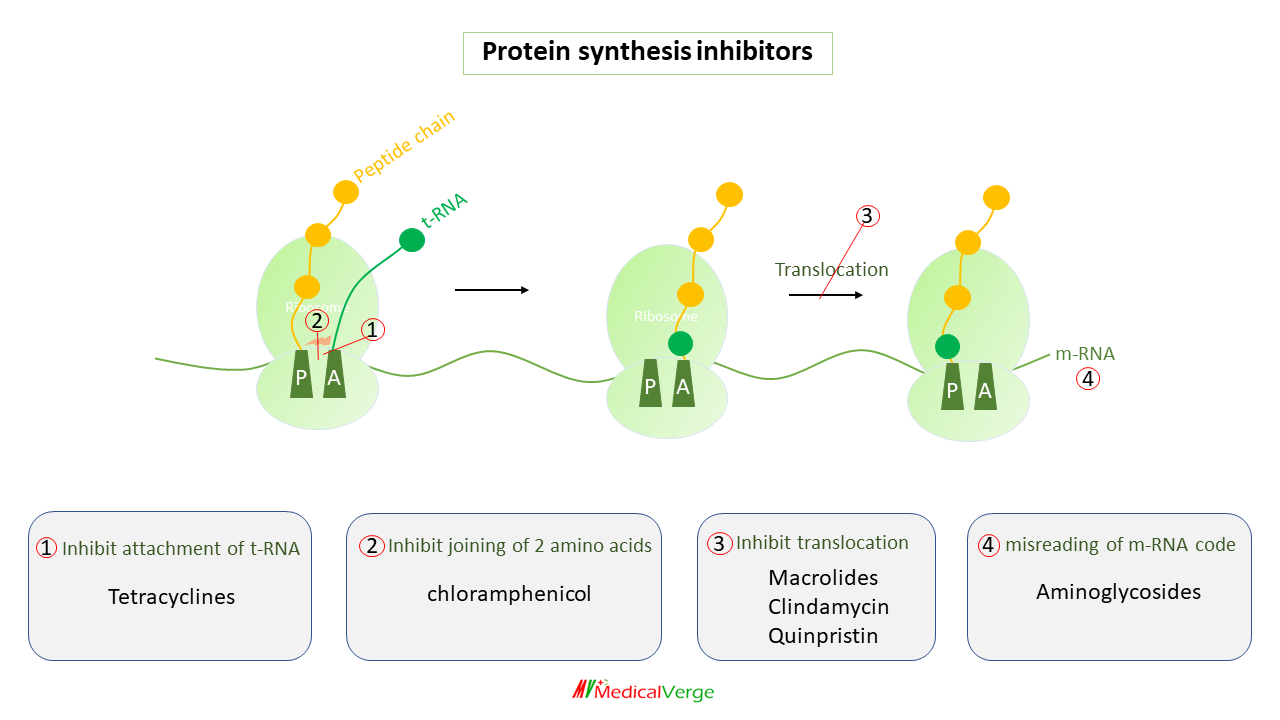 Antibacterials: classification and mechanism - MedicalVerge