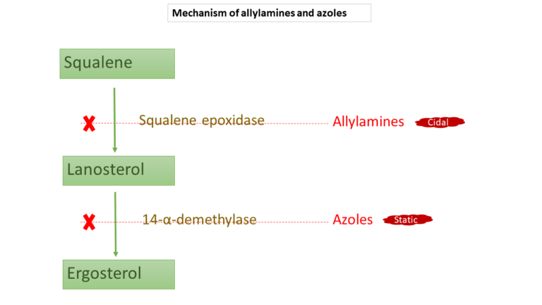 Antifungal drugs: classification, mechanism, uses and side effects ...