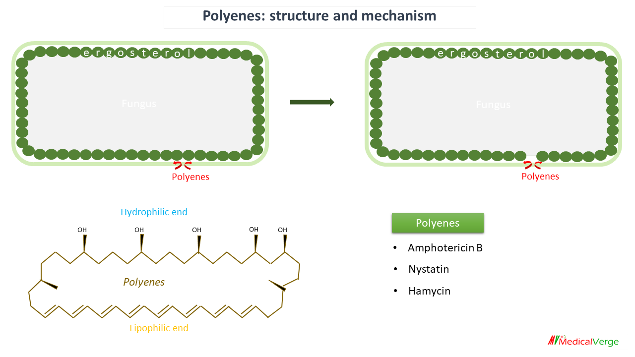 Antifungal drugs: classification, mechanism, uses and side effects ...